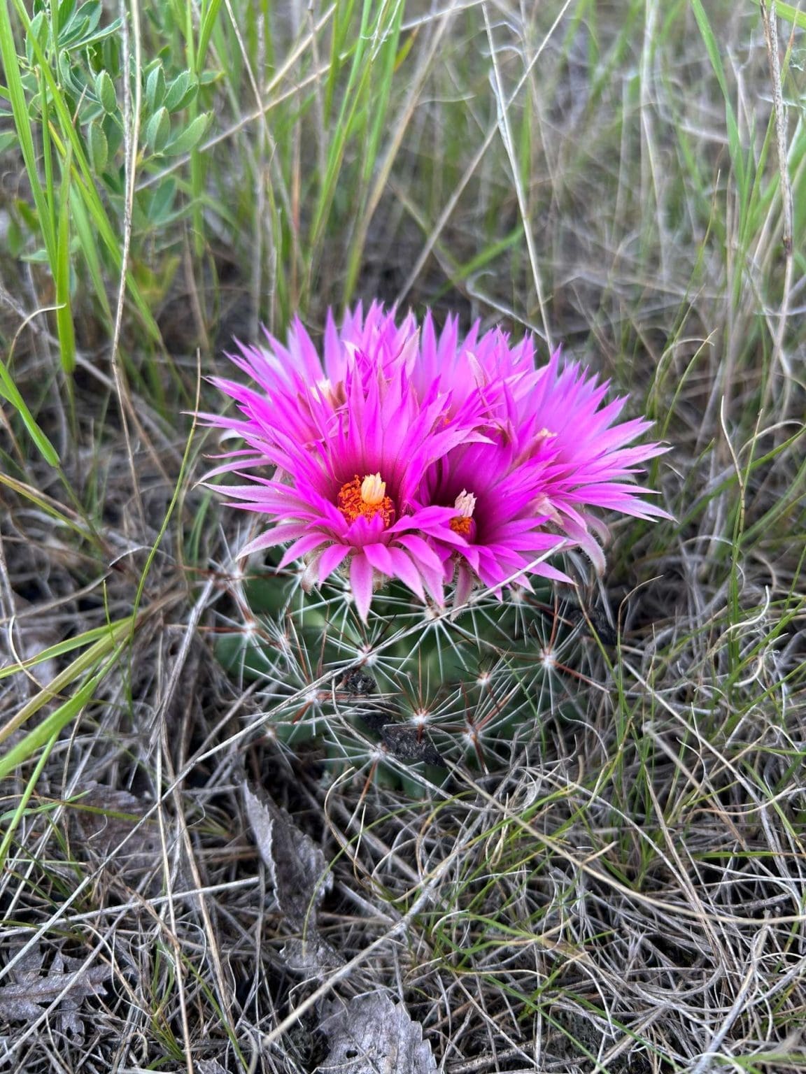 Prairie Gardens at the PWSS EcoMuseum